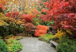 10 Gorgeous Trees With Red Leaves for a Colorful Garden All Year Round