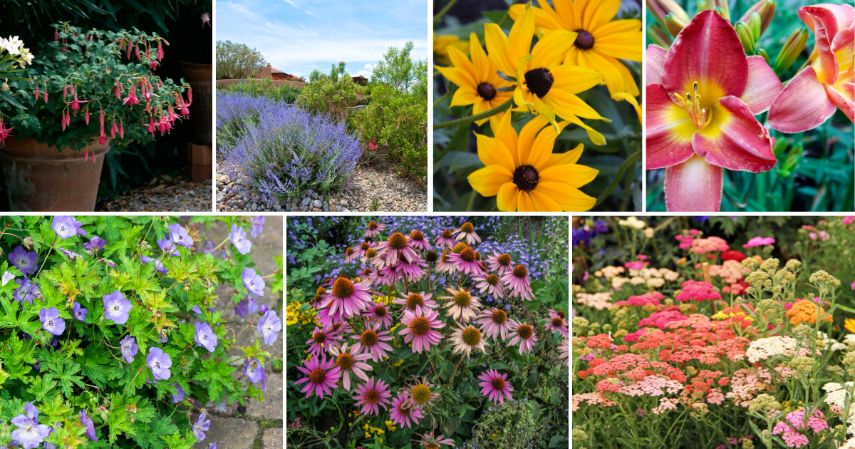 20 Long Blooming Perennials For Season-Long Color - Gardening Chores