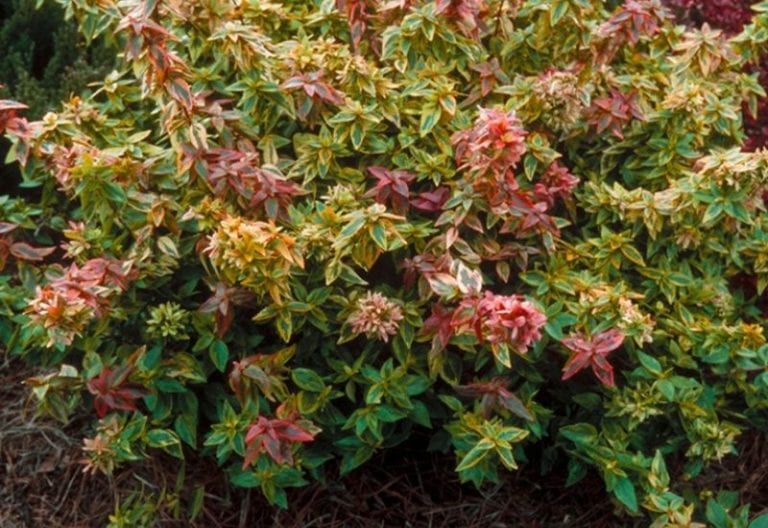 20 Heat-Tolerant Shrubs That Thrive in Scorching Full Sun Gardens
