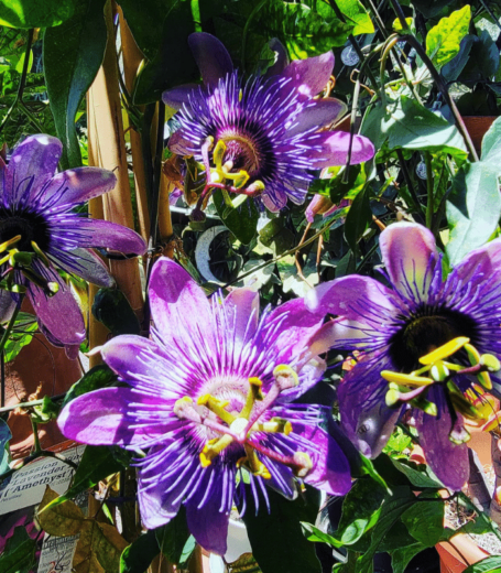 14 Gorgeous Purple Flowering Vines to Brighten Your Garden