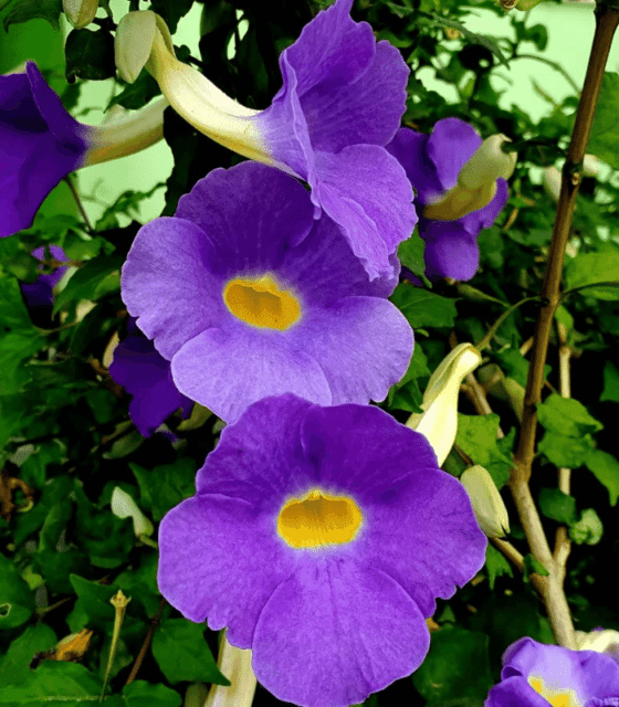 14 Gorgeous Purple Flowering Vines to Brighten Your Garden