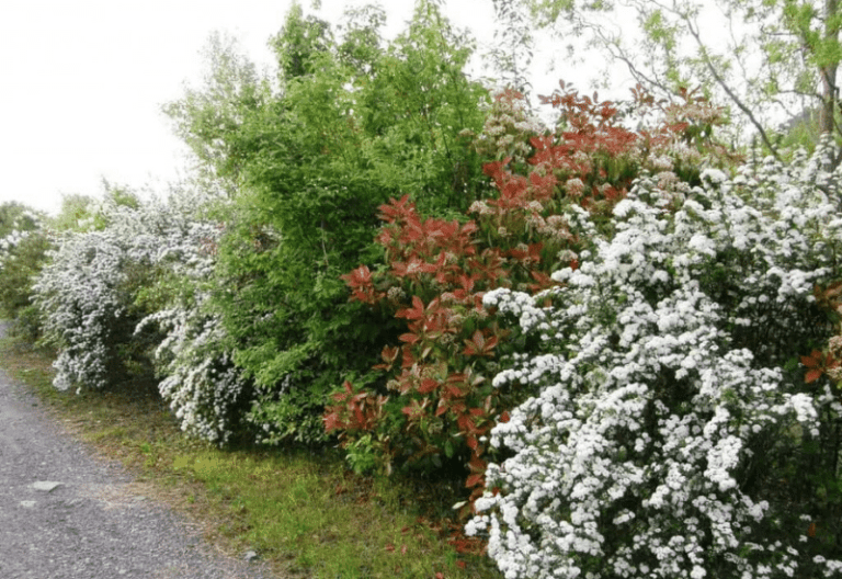12 Beautiful Flowering Shrubs for Making Colorful Privacy Hedges