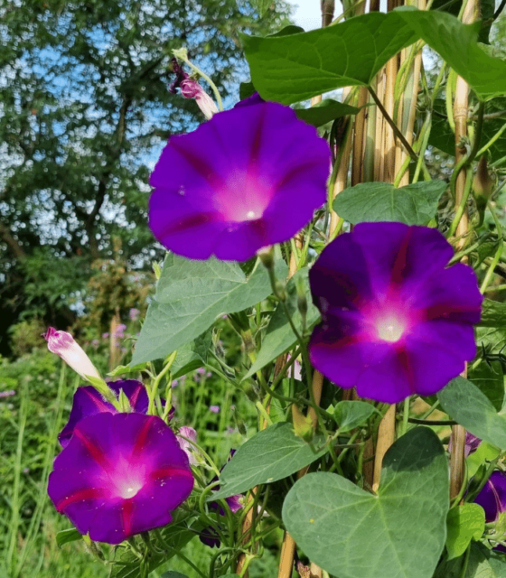 14 Gorgeous Purple Flowering Vines to Brighten Your Garden
