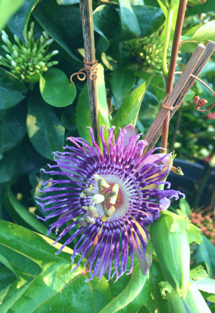 14 Gorgeous Purple Flowering Vines to Brighten Your Garden