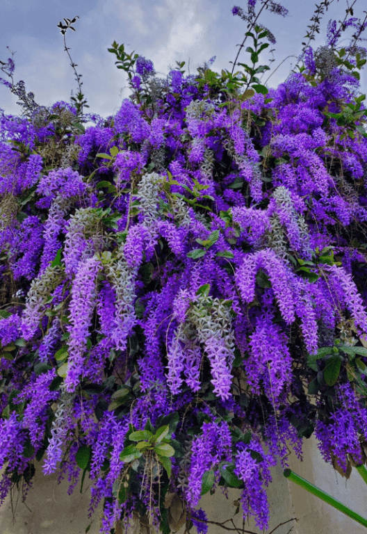 14 Gorgeous Purple Flowering Vines to Brighten Your Garden