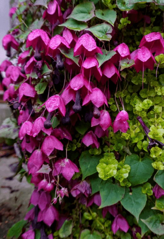 14 Gorgeous Purple Flowering Vines to Brighten Your Garden