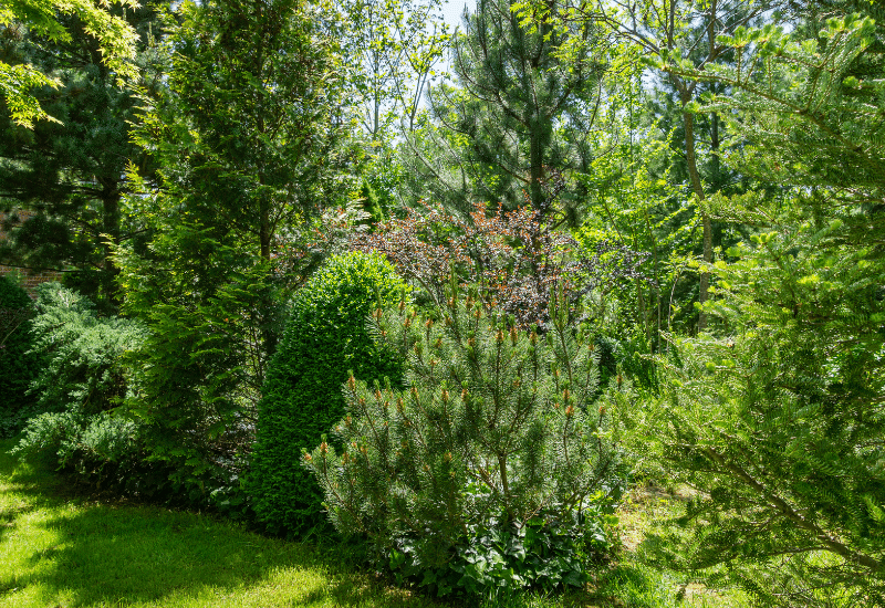 15 Different Types of Pine Trees with Identification Guide