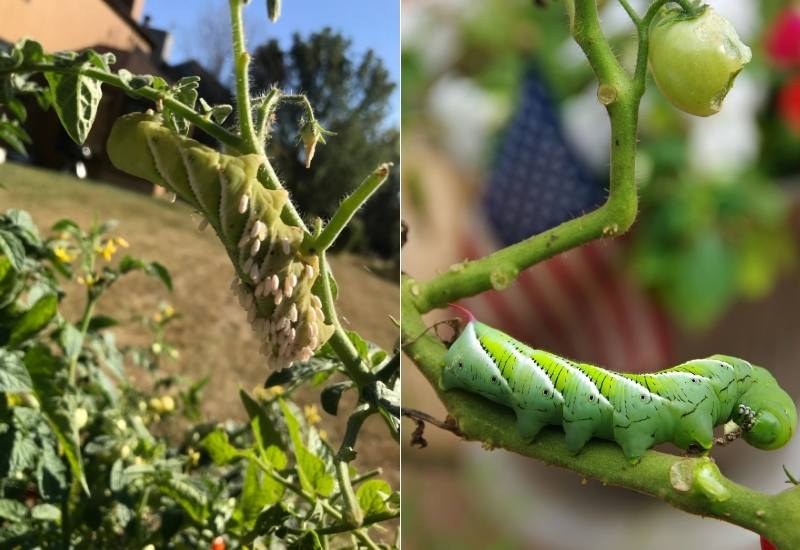 Tomato Fruitworms: How To Identify, Control, & Get Rid These Garden Pests