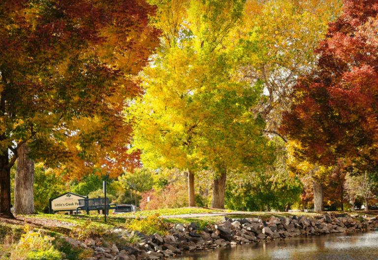 10 Different Types Of Cedar Trees With Pictures (Identification Guide)