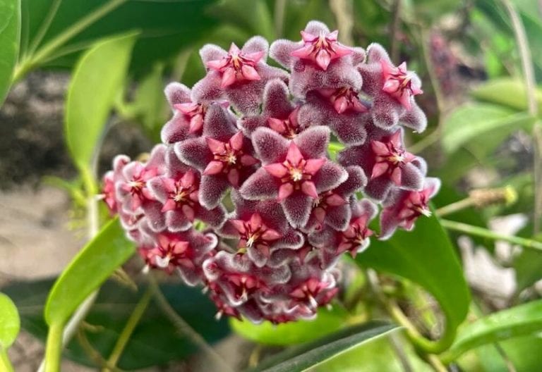 40 Stunning Hoya Plant Varieties with Pictures and Care Tips