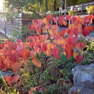 10 Gorgeous Trees With Red Leaves for a Colorful Garden All Year Round
