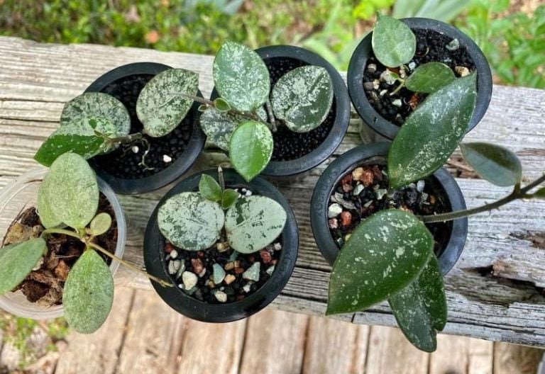 40 Stunning Hoya Plant Varieties with Pictures and Care Tips