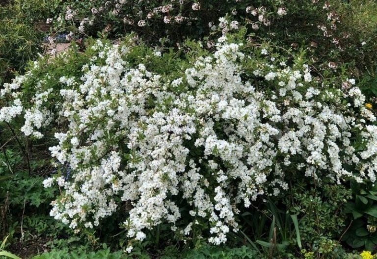 16 Fragrant Shrubs To Embalm Your Garden All Year Round