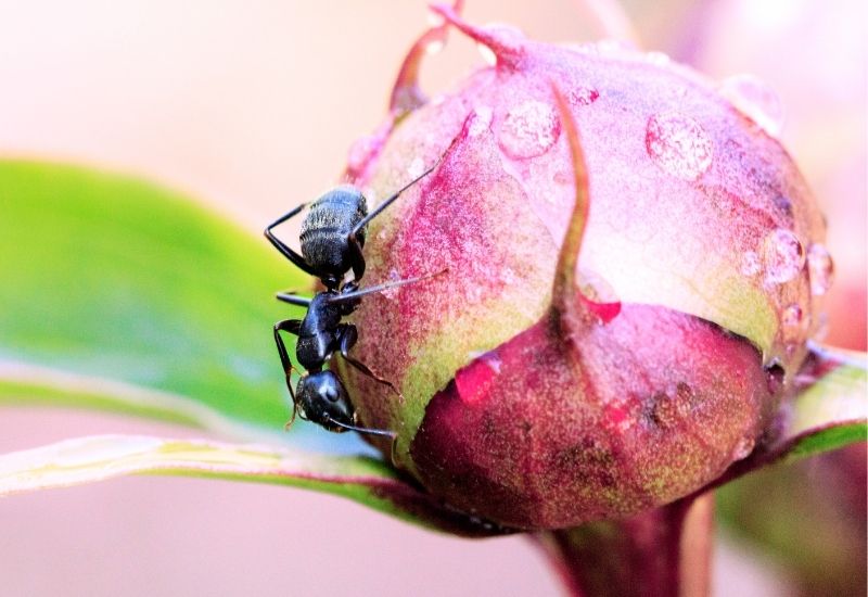 What Are These Ants Doing On My Peonies? And How To Get Ants Off Cut ...