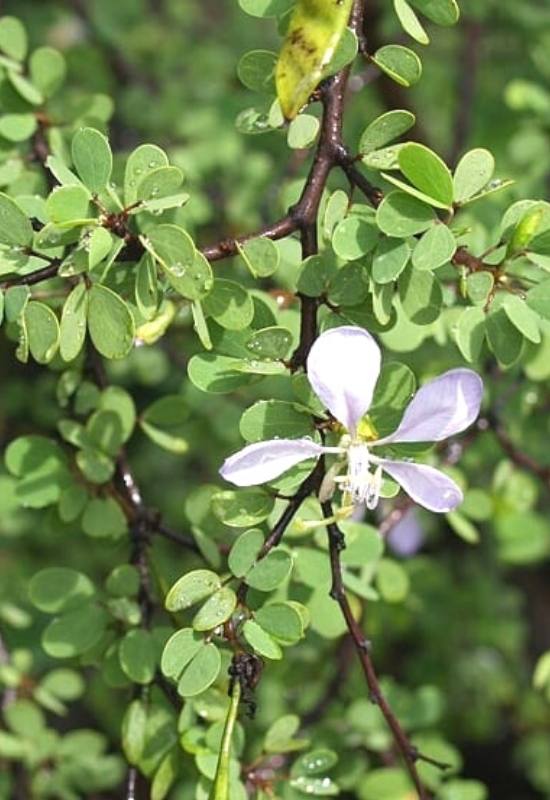 8 Stunning Ornamental Trees With Blue Flowers For Your Yard