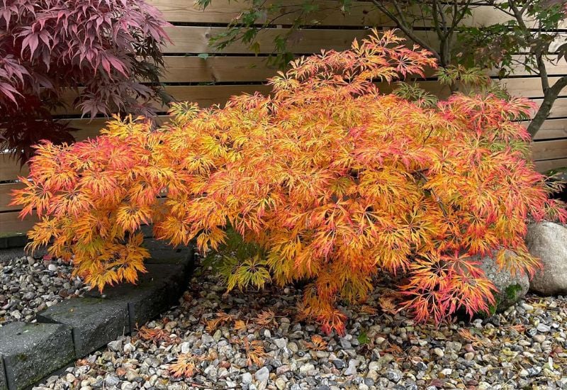 12 Different Types of Maple Trees And How To Identify Them - Gardening ...