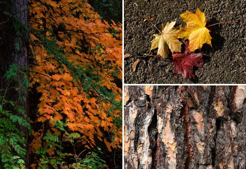 12 Different Types of Maple Trees And How To Identify Them - Gardening ...