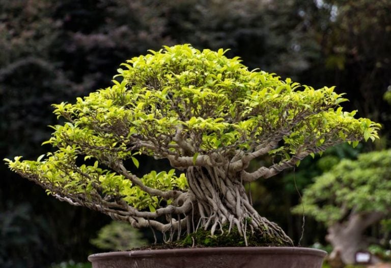 15 Lucky Plants That Will Bring Good Luck, Wealth and Fortune To Your Home