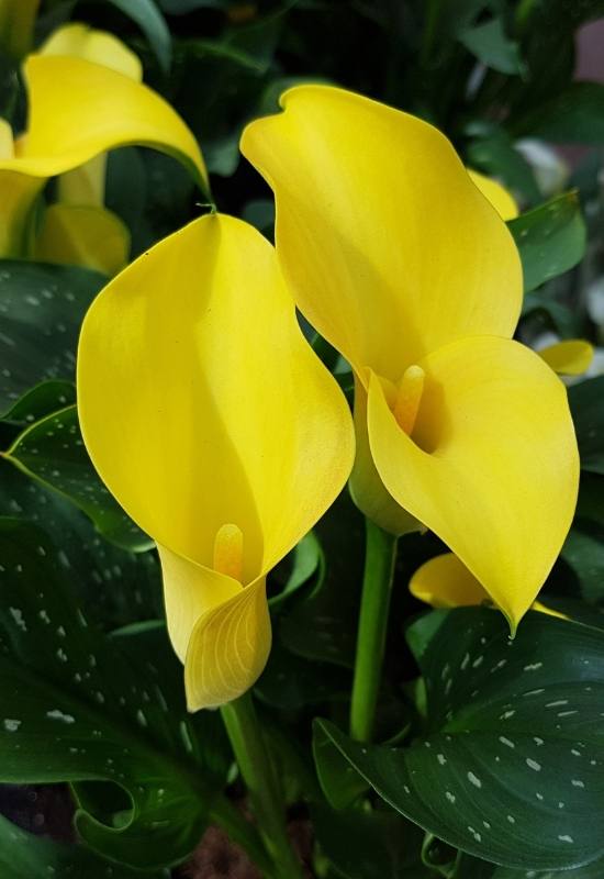 22 Calla Lily Varieties To Add A Burst Of Summer Color In Your Garden