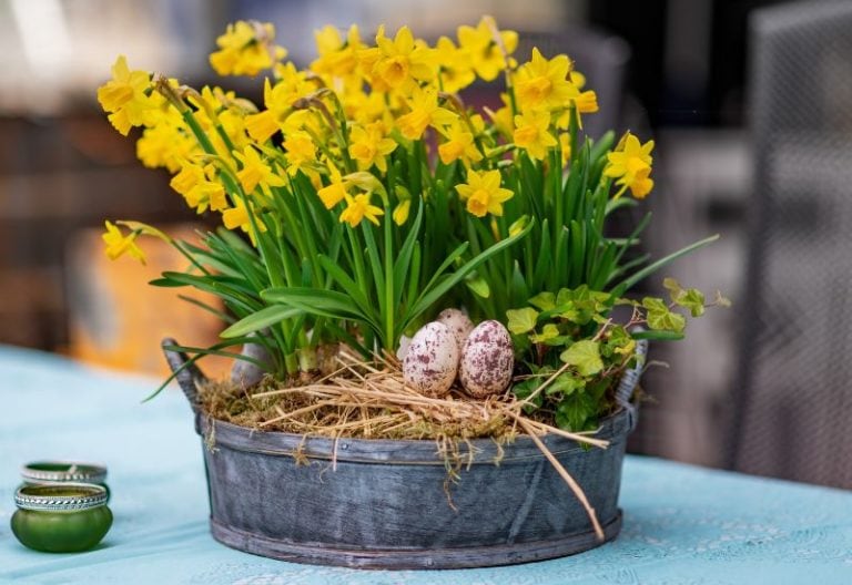 15 Lucky Plants That Will Bring Good Luck, Wealth and Fortune To Your Home