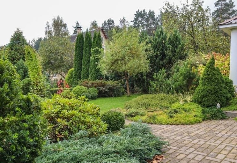 15 Beautiful Dwarf Trees for Small Gardens and Landscapes