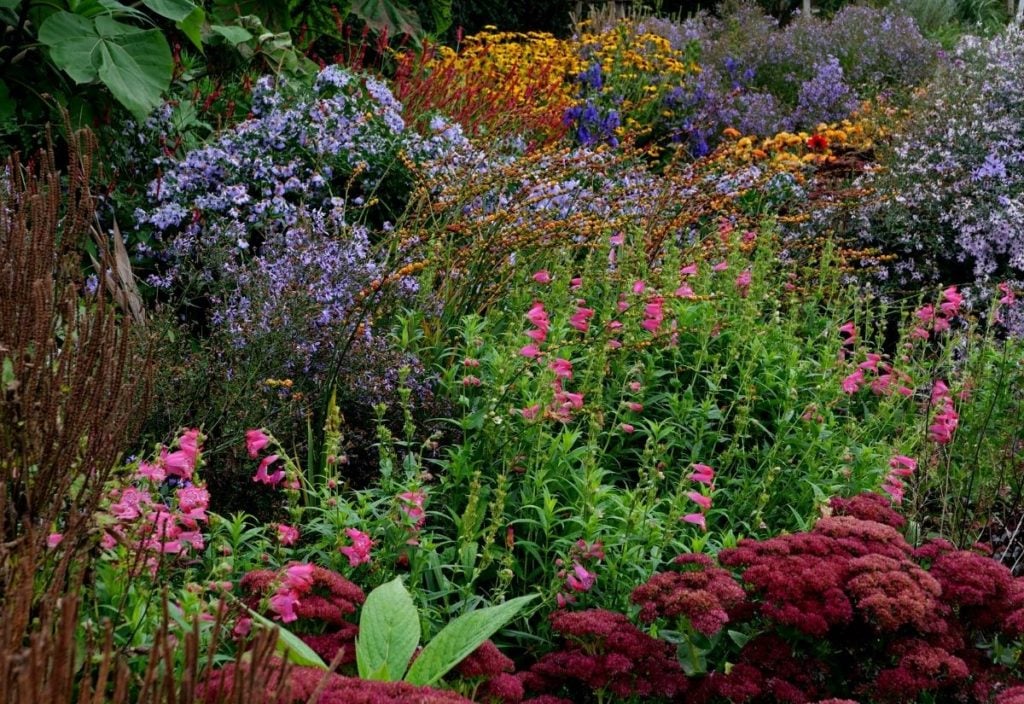 15 Stunning Fall-Blooming Perennial Flowers For Autumn Color ...