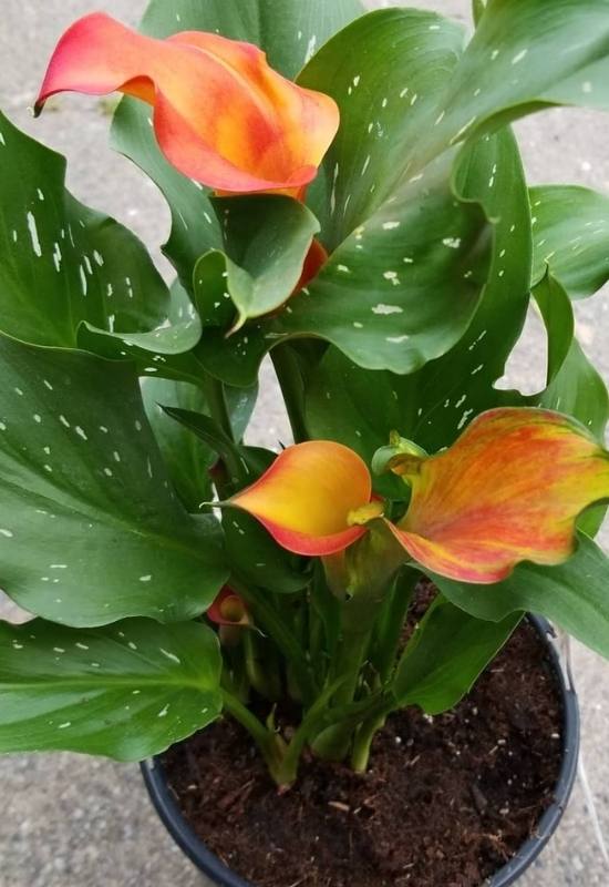 22 Calla Lily Varieties To Add A Burst Of Summer Color In Your Garden