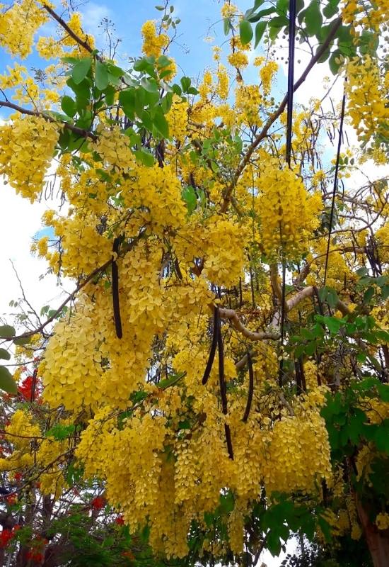 12 Magnificent Yellow-Flowering Trees To Brighten Up Your Garden