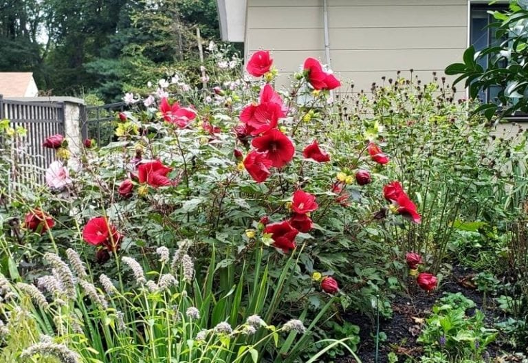 15 Red Flowering Shrubs and Bushes for Brightening up Your Landscape