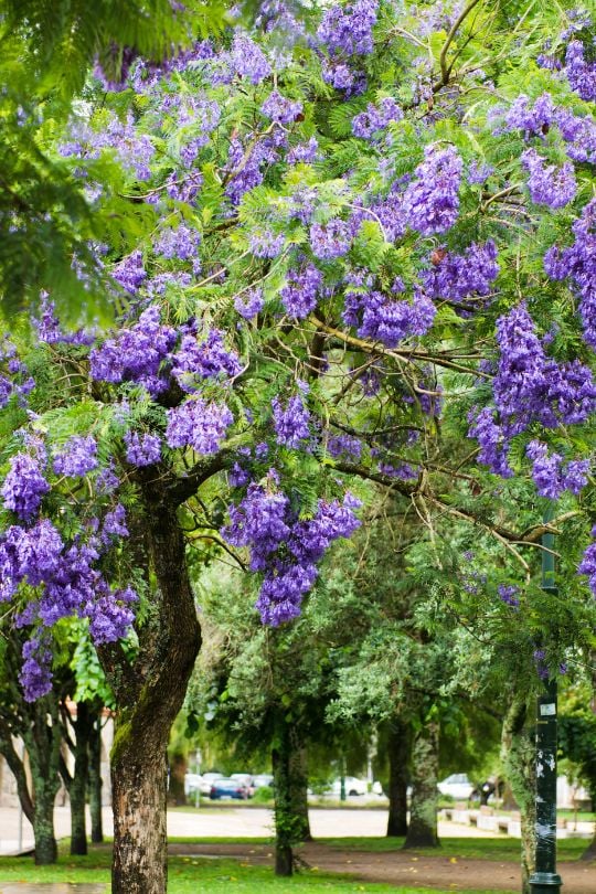 8 Stunning Ornamental Trees With Blue Flowers For Your Yard