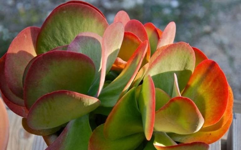 25 Types of Kalanchoe Varieties to Add to Your Plant Collection