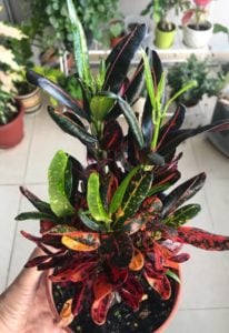 18 Colorful Croton Varieties That Stand Out From the Sea of Green