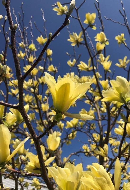 12 Magnificent Yellow-Flowering Trees To Brighten Up Your Garden