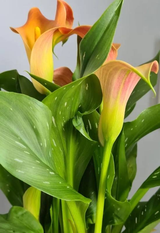 22 Calla Lily Varieties To Add A Burst Of Summer Color In Your Garden