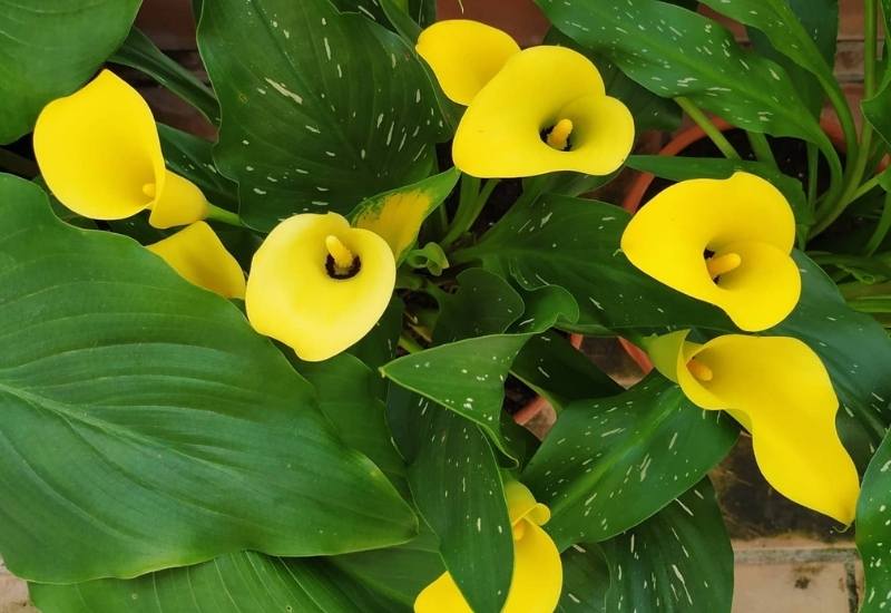 22 Calla Lily Varieties To Add A Burst Of Summer Color In Your Garden