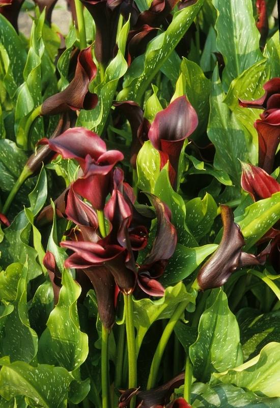 22 Calla Lily Varieties To Add A Burst Of Summer Color In Your Garden