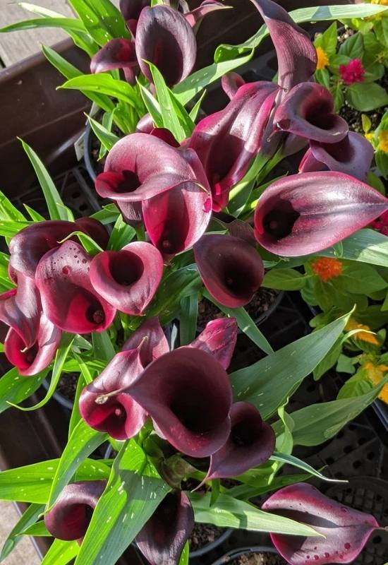 22 Calla Lily Varieties To Add A Burst Of Summer Color In Your Garden