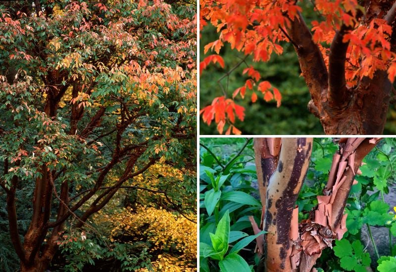 12 Different Types of Maple Trees And How To Identify Them - Gardening ...