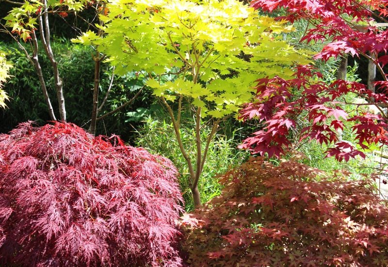 12 Different Types of Maple Trees And How To Identify Them - Gardening ...