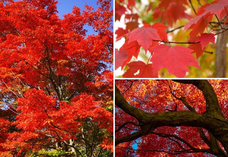 12 Different Types of Maple Trees And How To Identify Them - Gardening ...