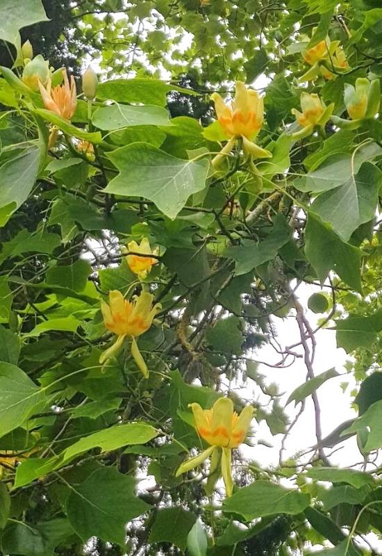 12 Magnificent Yellow-Flowering Trees To Brighten Up Your Garden