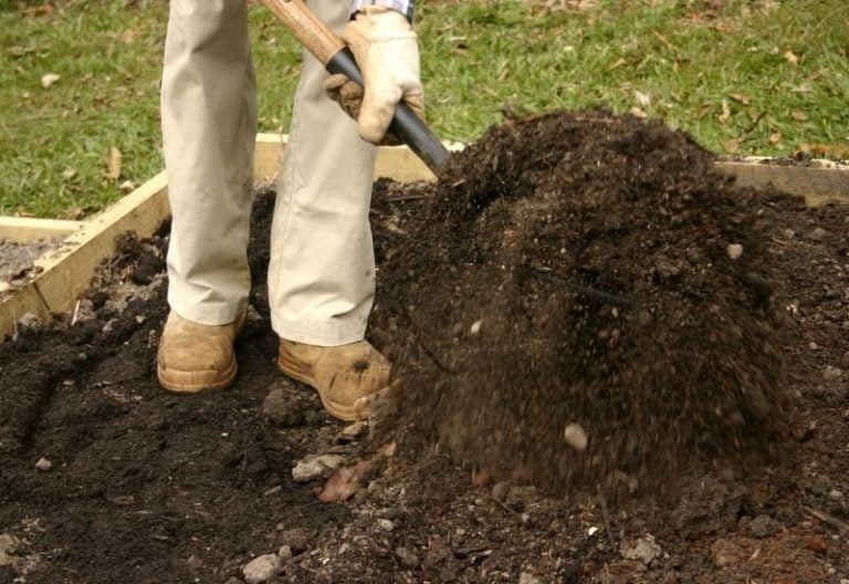 Is Your Soil Starving for Calcium? Here's 9 Best Ways to add Calcium to ...