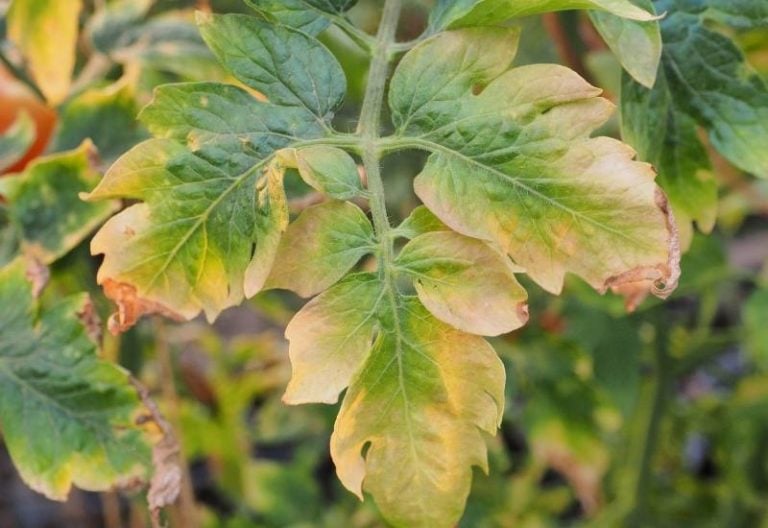 Is Your Soil Starving for Calcium? Here's 9 Best Ways to add Calcium to ...