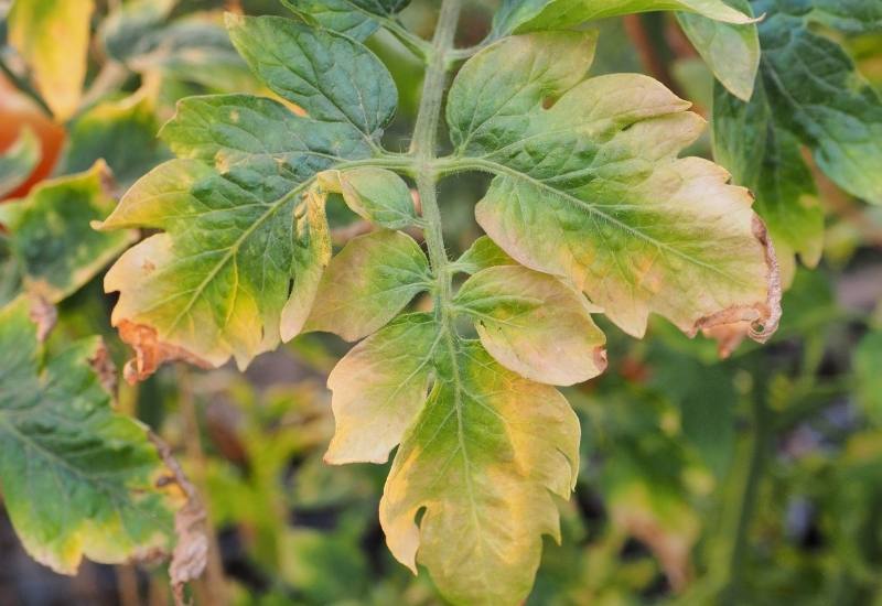 Is Your Soil Starving for Calcium? Here's 9 Best Ways to add Calcium to ...