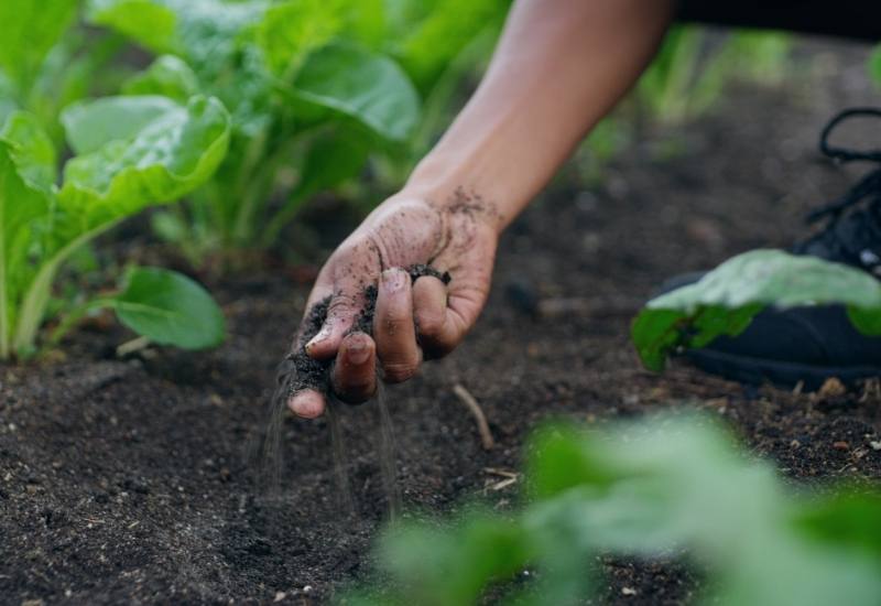 Is Your Soil Starving for Calcium? Here's 9 Best Ways to add Calcium to ...