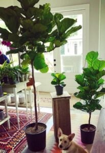 Are Fiddle Leaf Figs Poisonous to Cats, Dogs, or Kids?