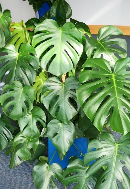 Large Leaf House Plant Identification Big Leaf Indoor Plants: 10