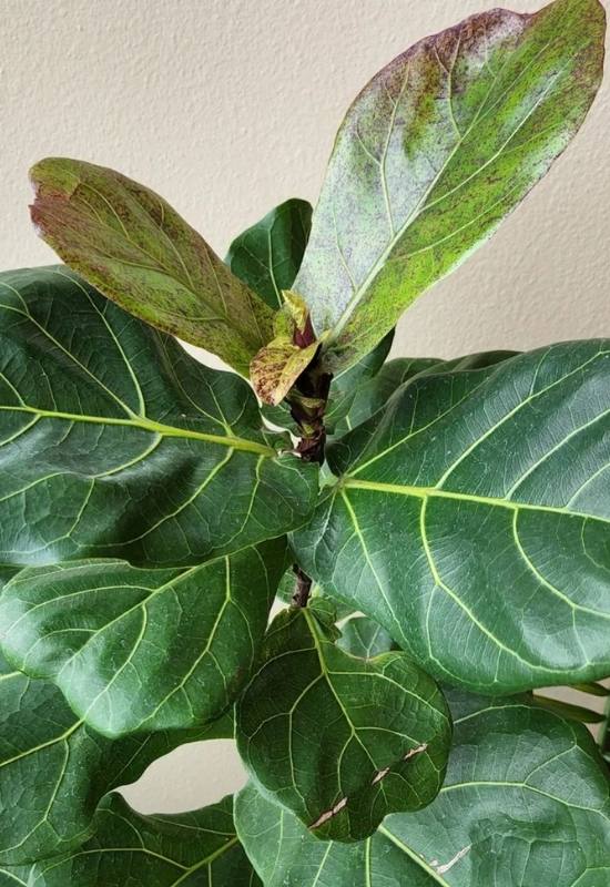 Watering Fiddle Leaf Fig: When, How Often & How Much They Need