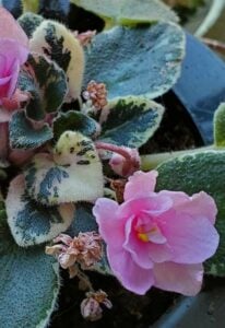 20 Stunning African Violet Varieties You'll Love