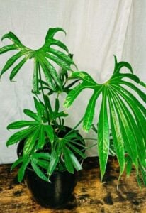 20 Stunning Anthurium Varieties And How To Care For Them